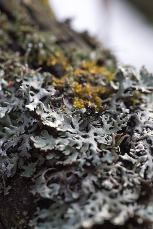 Macrophotography. Moss and Lichen Stock Image - Image of macro ...