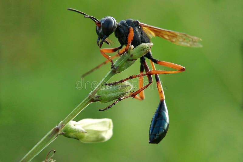 Wasp stock image. Image of macrophone, nture, wasp, wildlife - 106286523