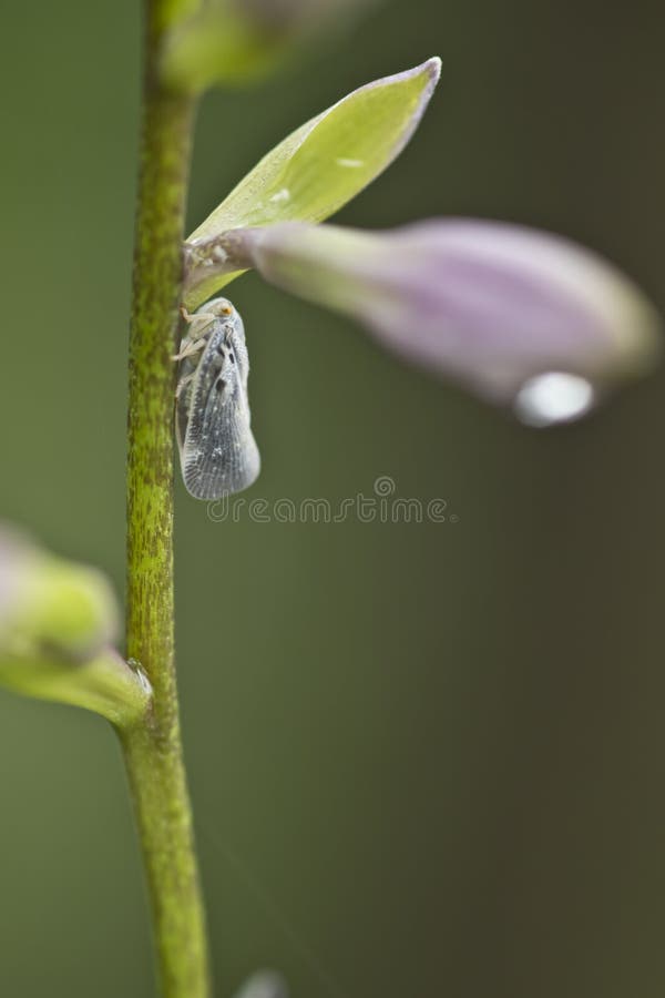 Planthopper on Hosta stem stock photo. Image of stem - 227068874