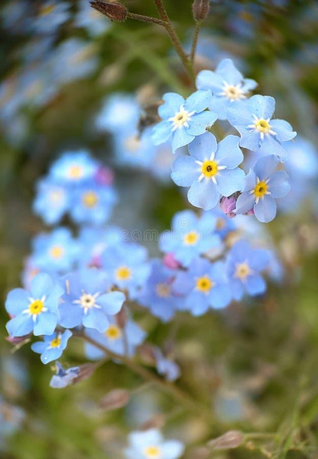 Light Blue Forget-me-nots Bloomed in the Garden Stock Image - Image of ...