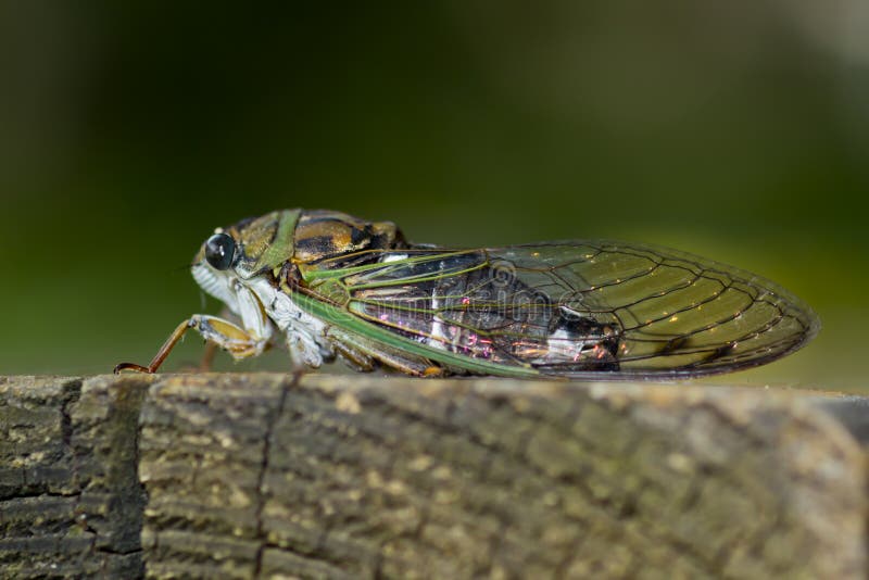 Close-up Portrait of a Cicada. Stock Photo - Image of insect, side ...