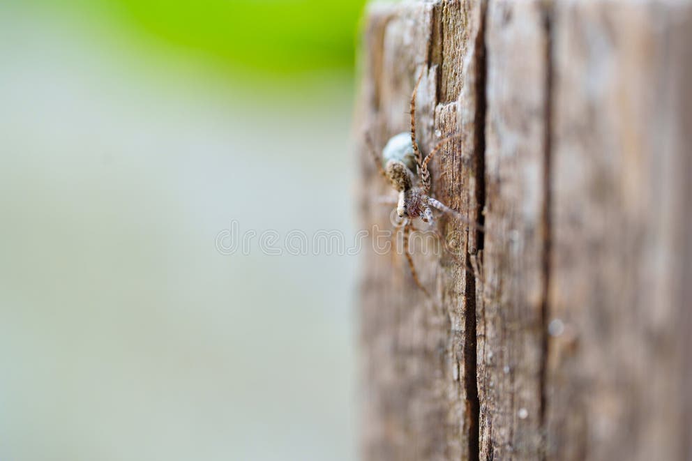 Macrophotography. a Small Gray Spider on a Tree Stump. Stock Photo ...