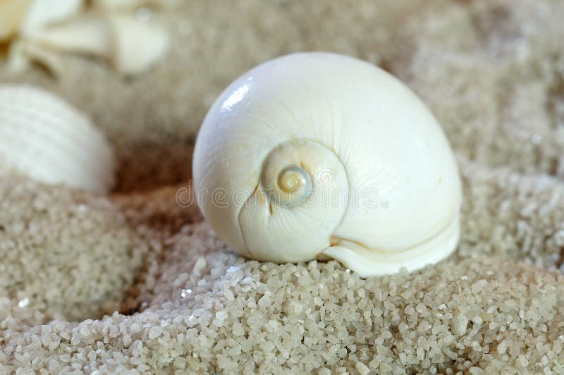 White Snail Shell on Sandy Beach Stock Image - Image of snail, macro ...