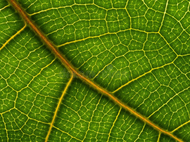 Macrophotography of a Tropical Leaf - Leaf Texture, Leaf Background ...
