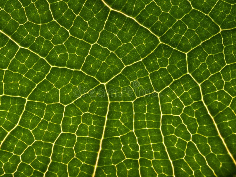 Macrophotography of a Tropical Leaf - Leaf Texture, Leaf Background ...