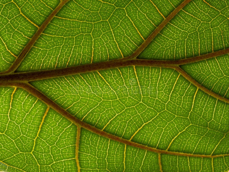 Macrophotography of a Tropical Leaf - Leaf Texture, Leaf Background ...