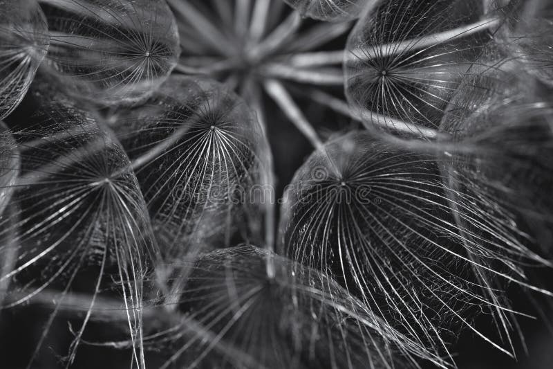 Macrophotography of Wild Salsify Seeds Stock Image - Image of season ...