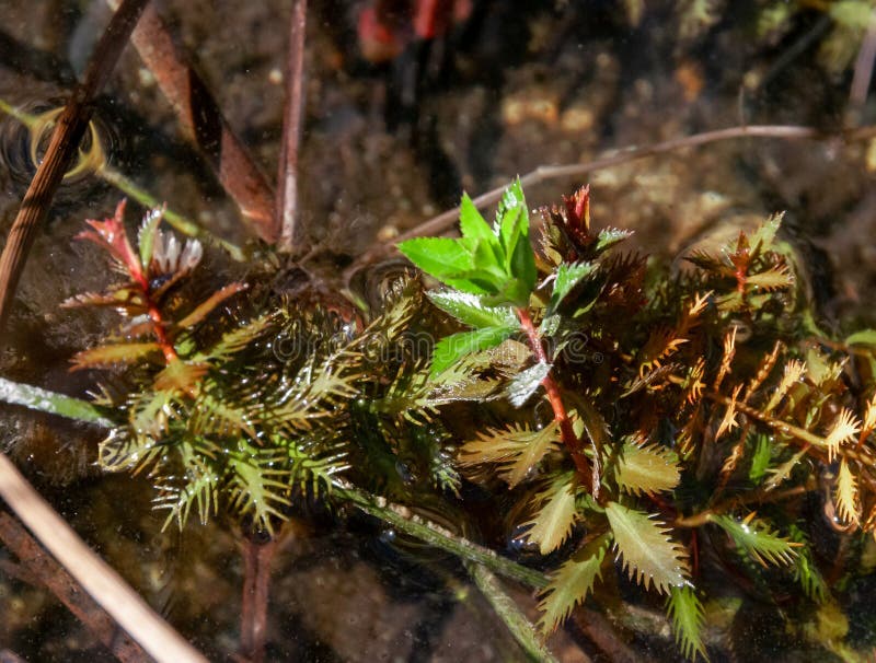 Macrophyte Algae Sticking Out of the Water in a Freshwater Lake in ...