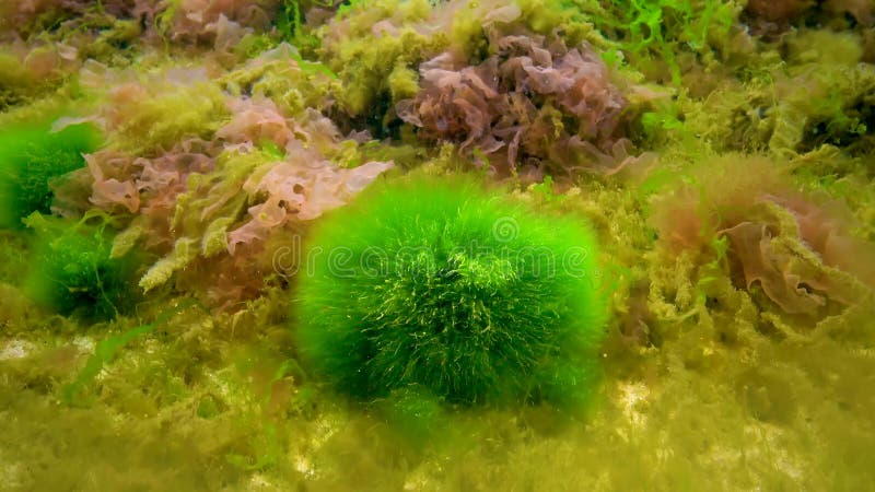 Macrophytes, Red and Green Algae Ceramium, Cladophora, Ulva ...