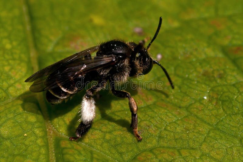 Macropis europaea Bee stock image. Image of female, green - 57194419