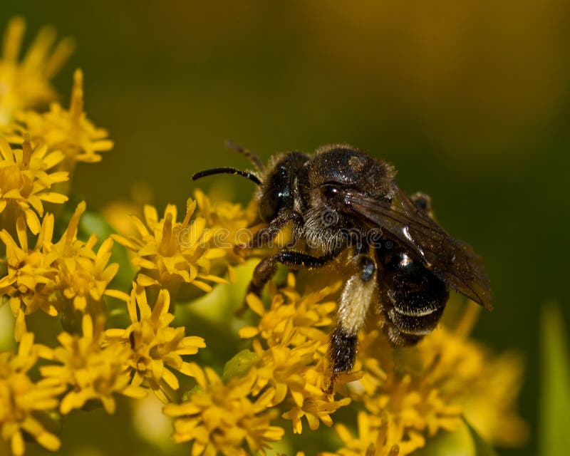 Macropis europaea Bee stock image. Image of female, green - 57194419