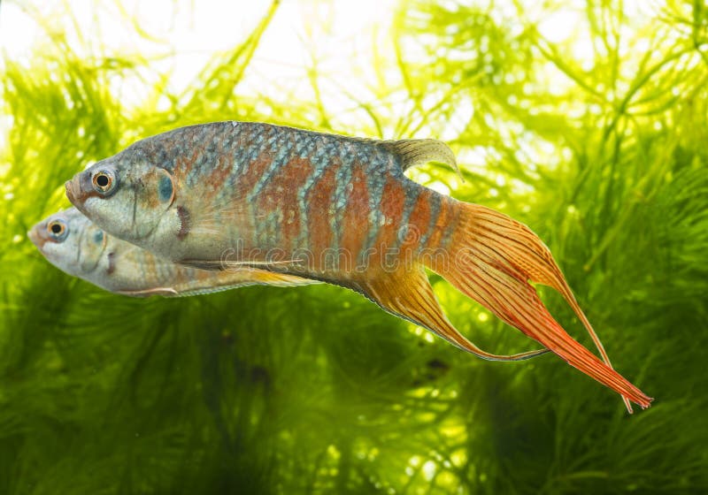 Macropodus Opercularis - Paradise Fish, Forktail Fightingfish Stock ...