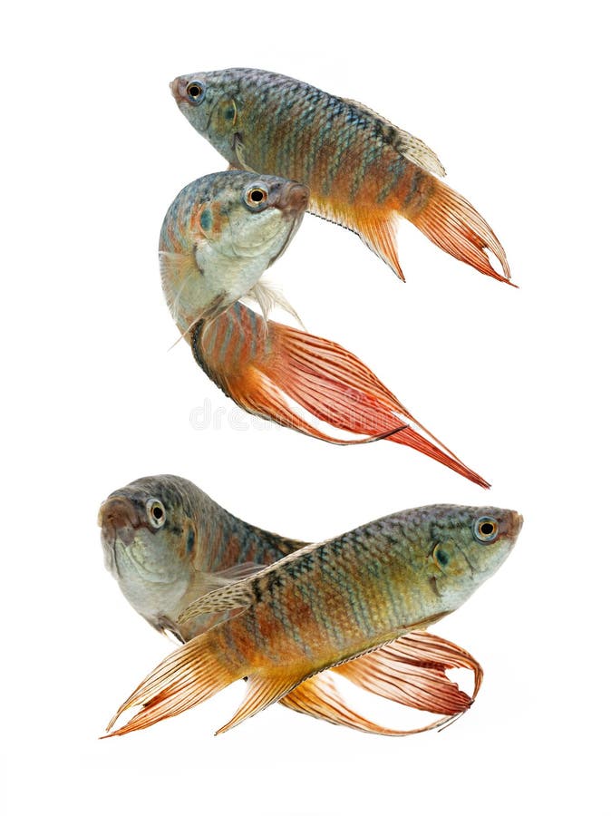 Macropodus Opercularis - Paradise Fish, Forktail Fightingfish Stock ...