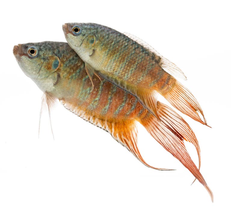 Macropodus Opercularis - Paradise Fish, Forktail Fightingfish Stock ...