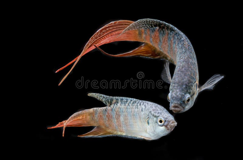 Macropodus Opercularis - Paradise Fish, Forktail Fightingfish Stock ...