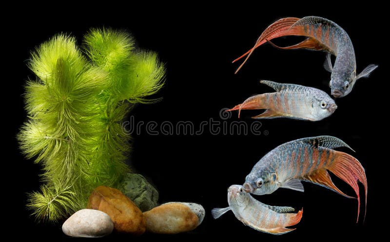 Macropodus Opercularis - Paradise Fish, Forktail Fightingfish Stock ...