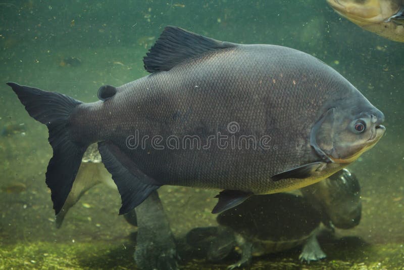 Macropomum Tambaqui Colossoma Stockbild - Bild von unterwasser ...