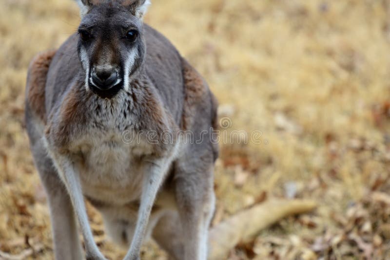Macropus giganteus stock image. Image of australia, environment - 110083483