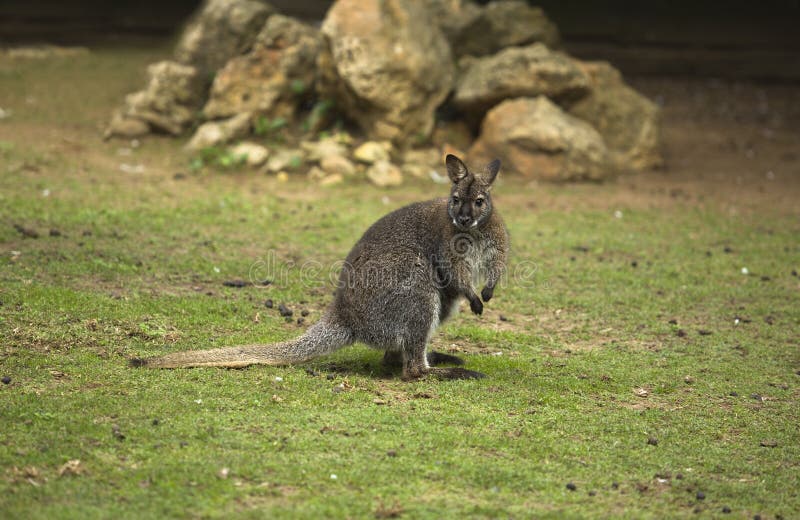 Macropus rufogriseus stock image. Image of species, necked - 23690783