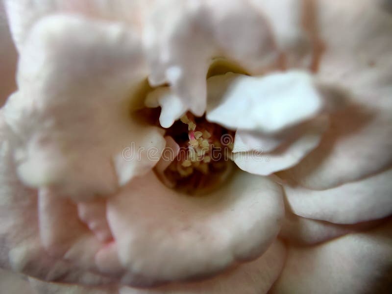 Macroscopic Close-up on a Center of a Flower Stock Photo - Image of ...