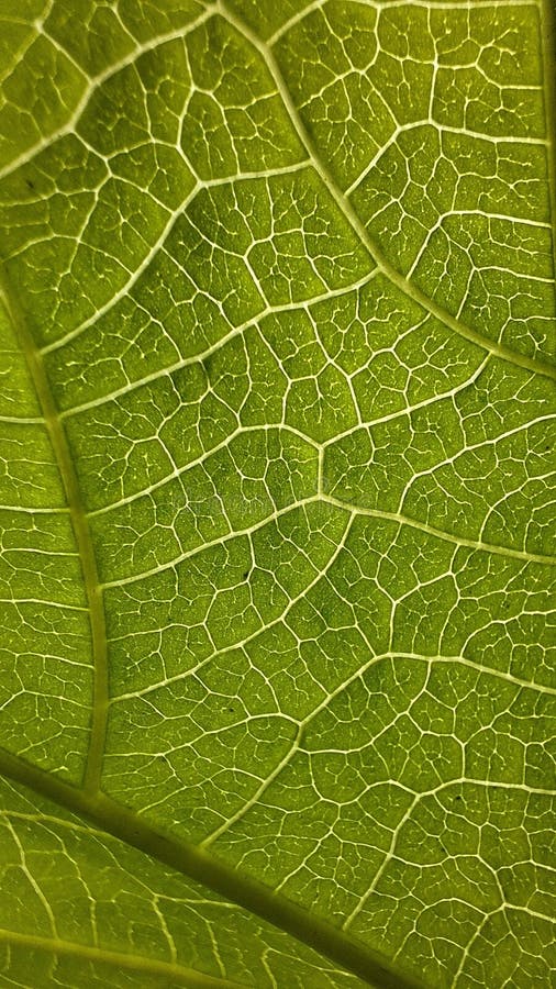 Macroshot of a Leaf from the Bottom Showing the Leaf Veins Clearly ...