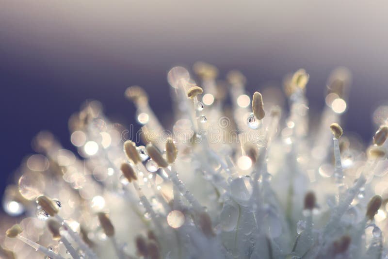 Macroshot Para a Flor E Orvalha Imagem de Stock - Imagem de fundos ...