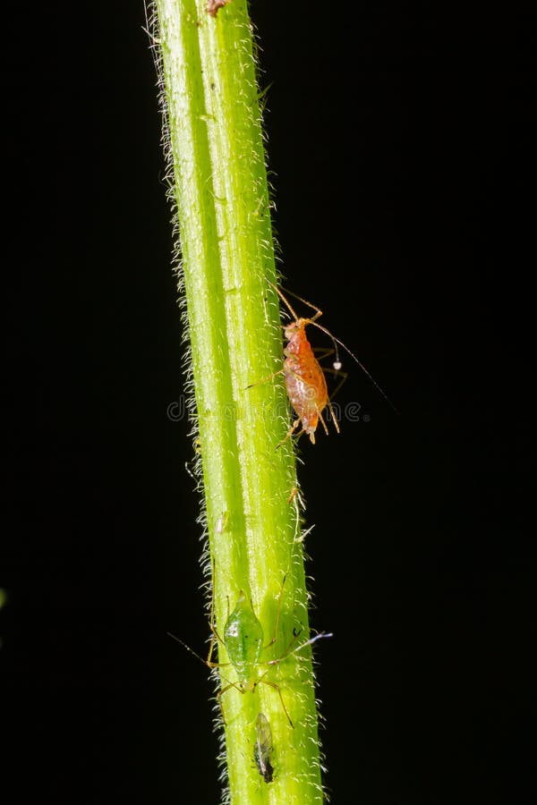 Macrosiphum Rosae, the Rose Aphid is an Aphid of the Family Aphididae ...