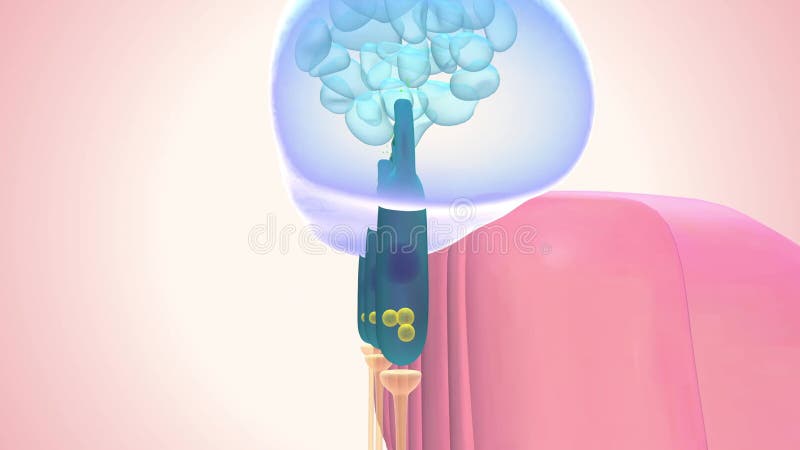 The Macula of Saccule Lies in a Nearly Vertical Position. Its Function ...