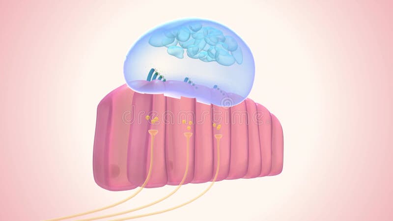 The Macula of Saccule Lies in a Nearly Vertical Position. Its Function ...