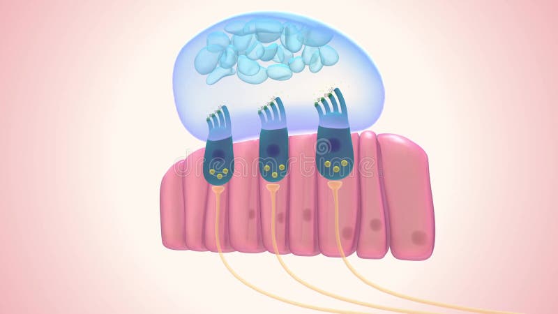 The Macula of Saccule Lies in a Nearly Vertical Position. Its Function ...