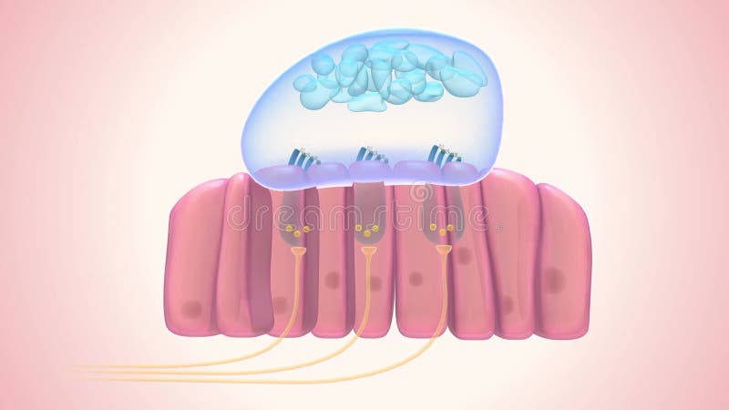 The Macula of Saccule Lies in a Nearly Vertical Position. Its Function ...
