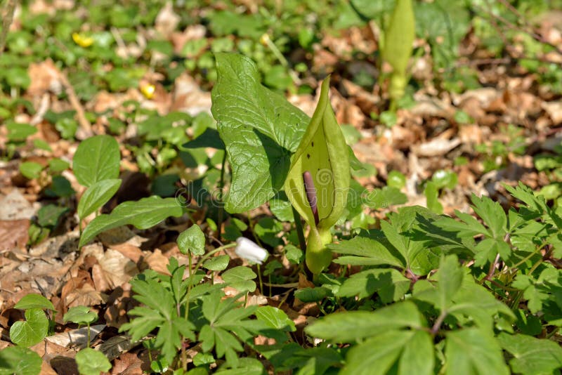 Maculatum De Arum Ou Flor Selvagem Da Aro Foto de Stock - Imagem de ...