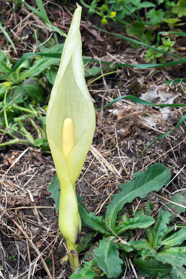 Maculatum Di Aro, Fiore Aka Giglio Di Aro, Pinta Del Cuculo Immagine Stock - Immagine di cuculo ...