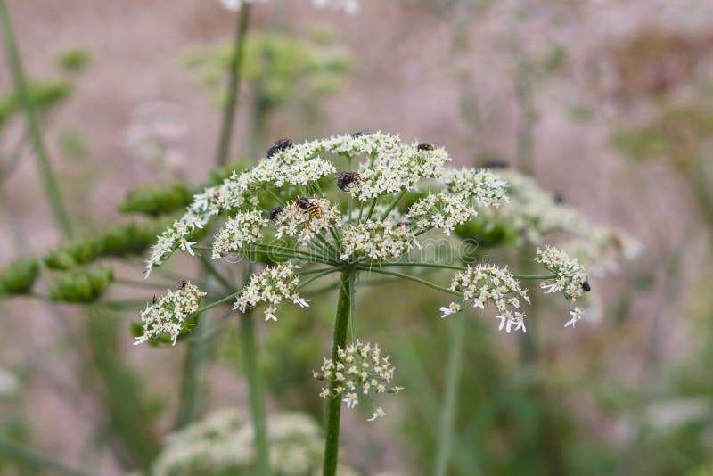 Maculatum Do Conium Da Flor Foto de Stock - Imagem de bienal, erva ...