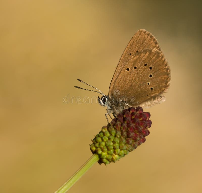 Maculinea Nausithous Basisrecheneinheit Im Himmel Stockbild - Bild von ...