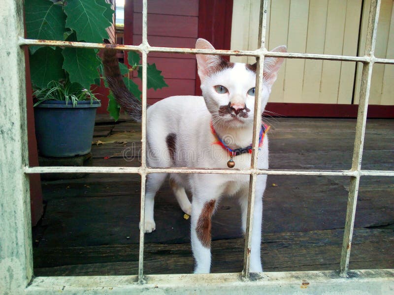 Mad stock image. Image of strong, angry, mood - 103577049