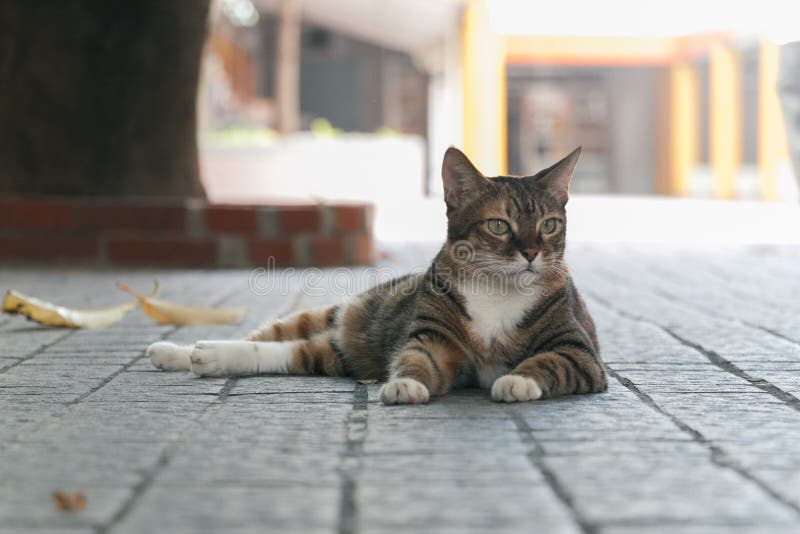 A Mad and Aggressive Street Cat Sitting Stock Image - Image of domestic ...