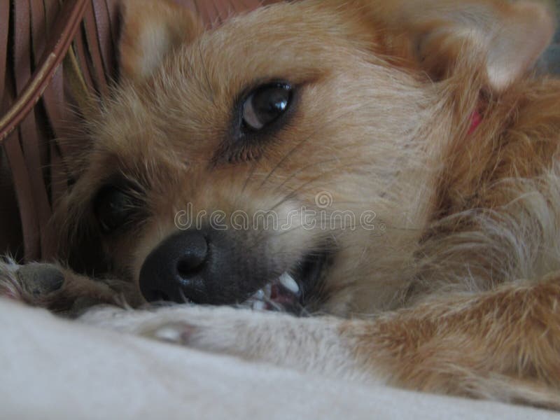 Mad and angry little doggo stock photo. Image of angry - 170496888