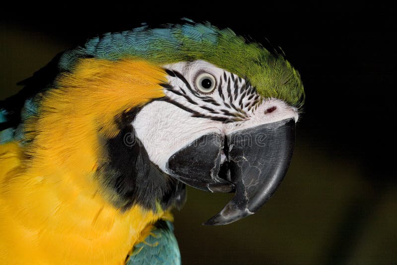 Mad bird stock photo. Image of beak, gold, bird, parrot - 23662776