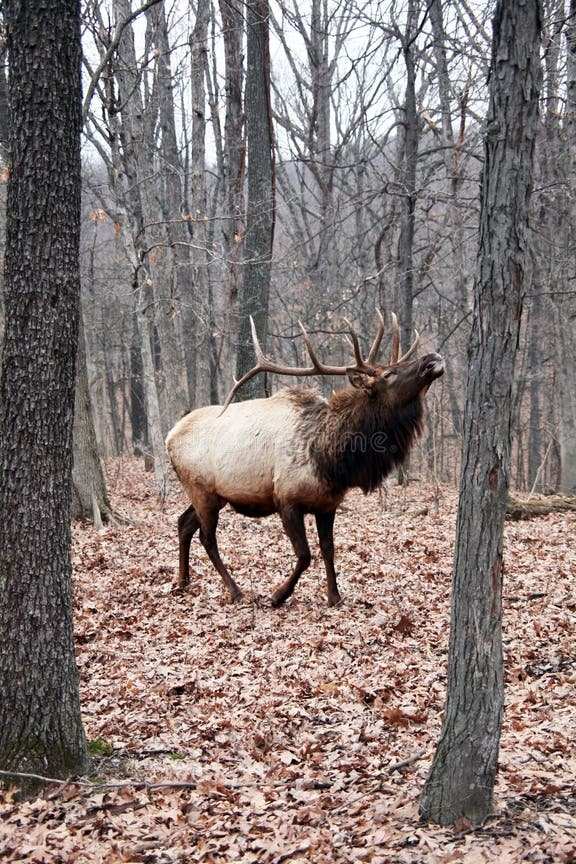 Mad bull elk stock photo. Image of bull, forest, leaves - 13252992