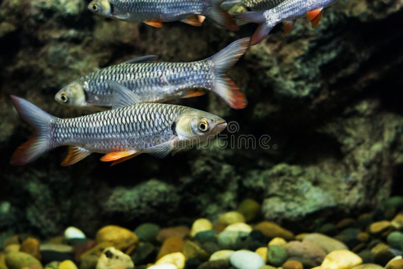 Mad carp, Sultan fish stock photo. Image of nature, activity - 79417866