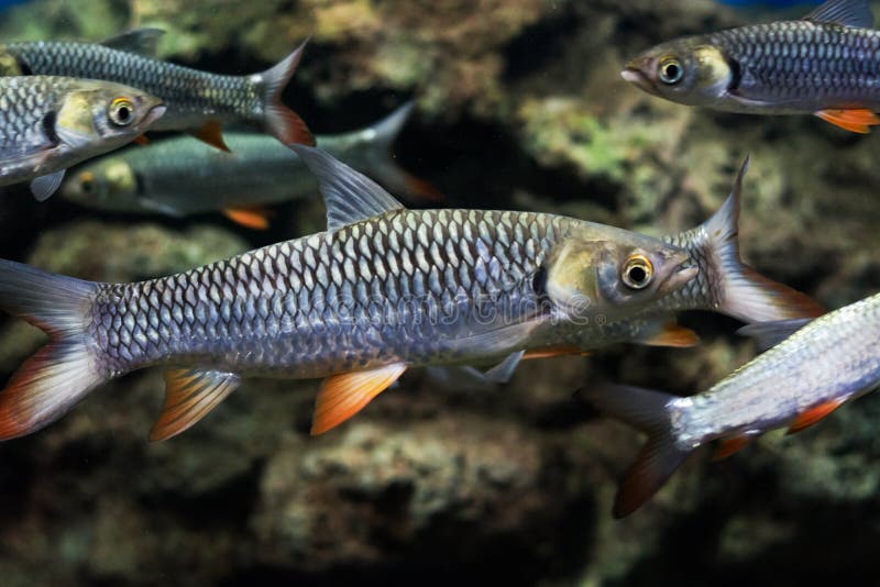 Mad carp, Sultan fish stock image. Image of meat, ecology - 79418003