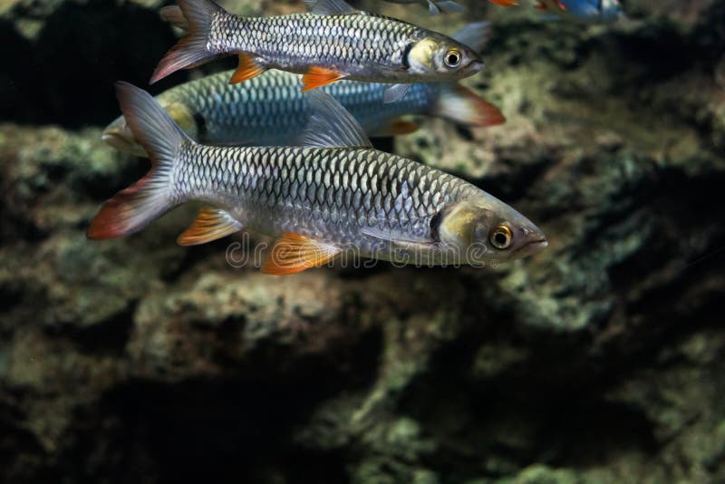 Mad carp, Sultan fish stock photo. Image of marinelife - 79417924