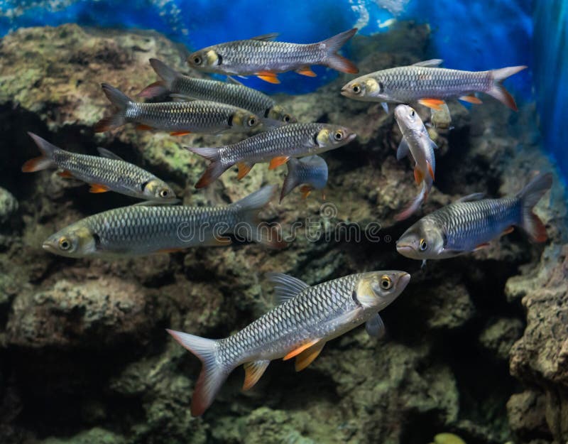 Mad carp, Sultan fish stock photo. Image of ecology, icon - 79418610