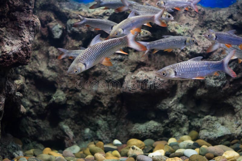 Mad carp, Sultan fish stock image. Image of european - 79418965