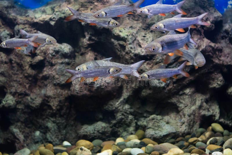 Mad carp, Sultan fish stock photo. Image of cooking, chub - 79419010