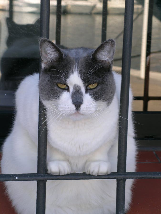 Mad Cat behind Bars stock photo. Image of tiered, wild - 310242