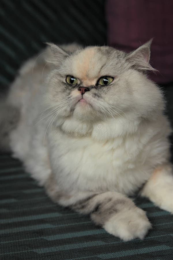 The mad cat stock photo. Image of angry, animal, chinchila - 81443094