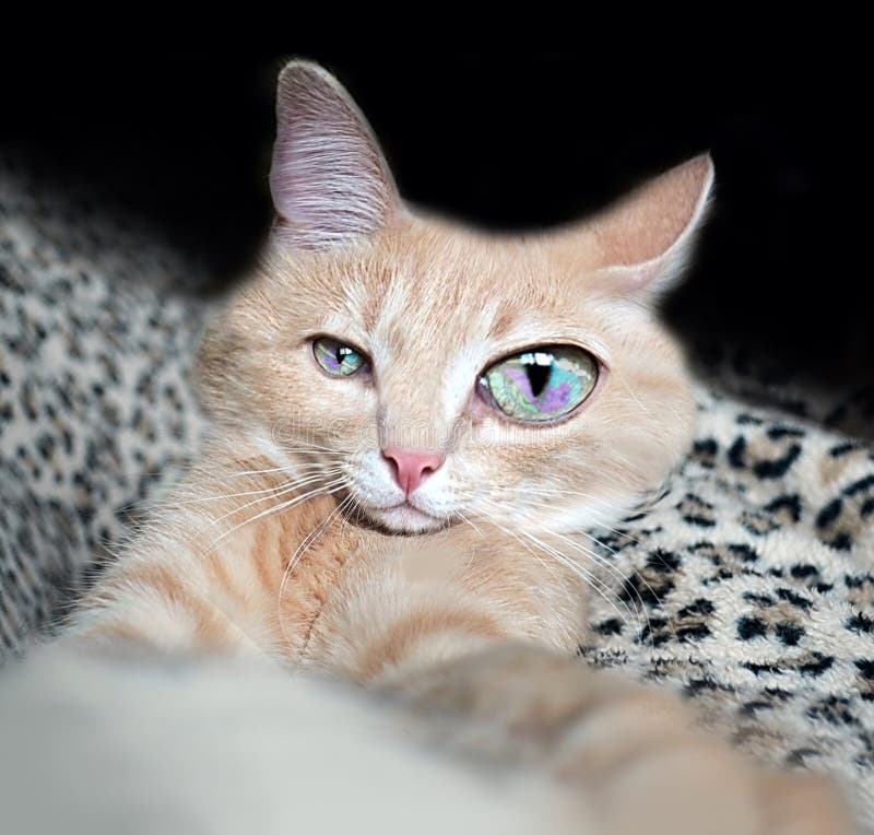 1,580 Mad Cat Photos - Free & Royalty-Free Stock Photos from Dreamstime