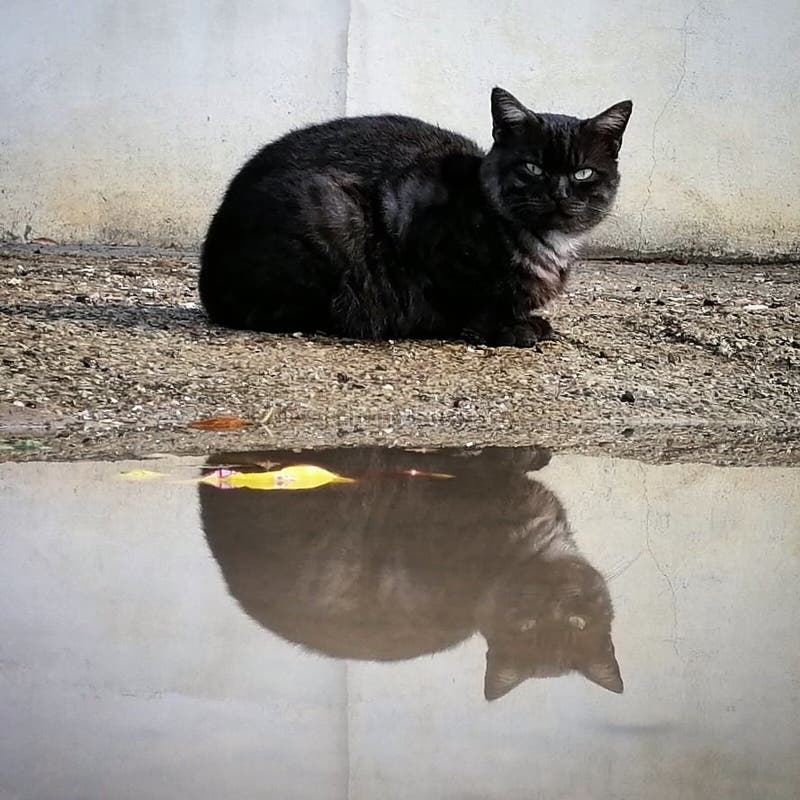 Mad Cat reflection stock photo. Image of reflection - 235563456